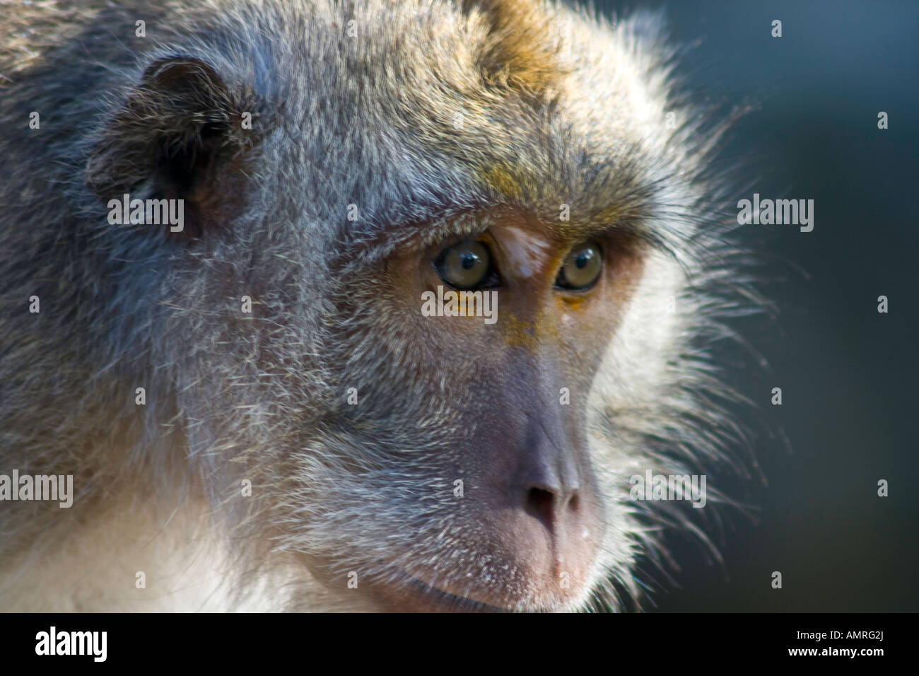 Long Tailed Macaque Monkey Uluwatu or Ulu Watu Hindu Temple Bali ...