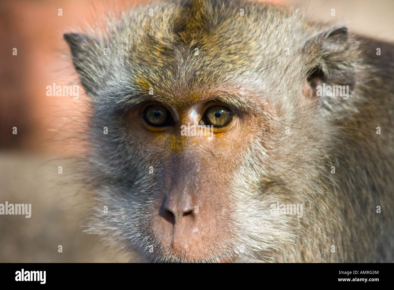 Monkey At Ulu Watu Temple High Resolution Stock Photography and Images ...