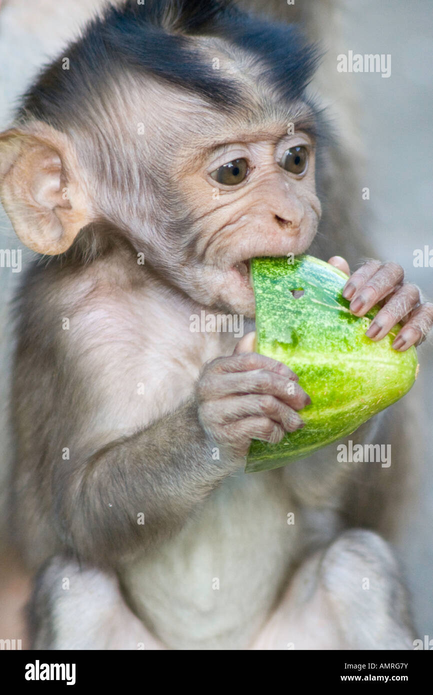 Baby Long Tailed Macaque Monkey Eating Cucumber Uluwatu or Ulu Watu ...