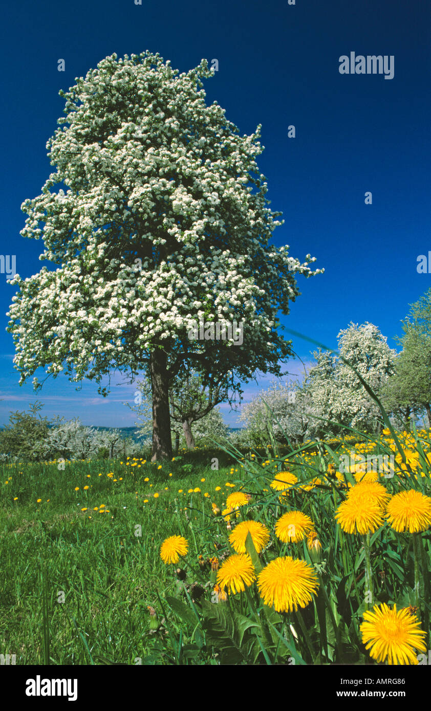 Spring in Germany Stock Photo - Alamy