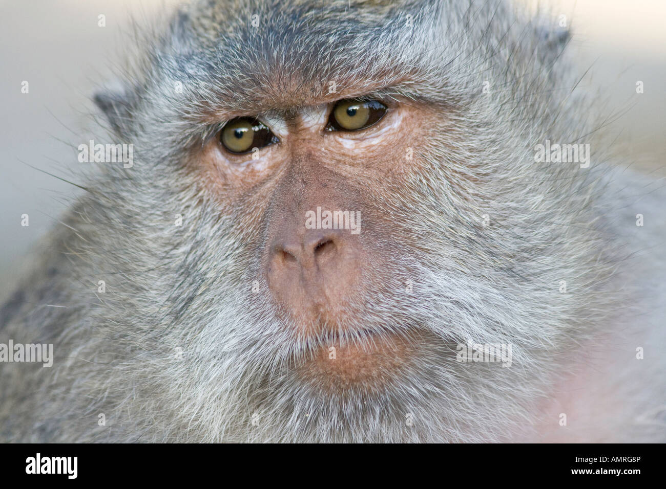 Long Tailed Macaque Monkey Uluwatu or Ulu Watu Hindu Temple Bali ...