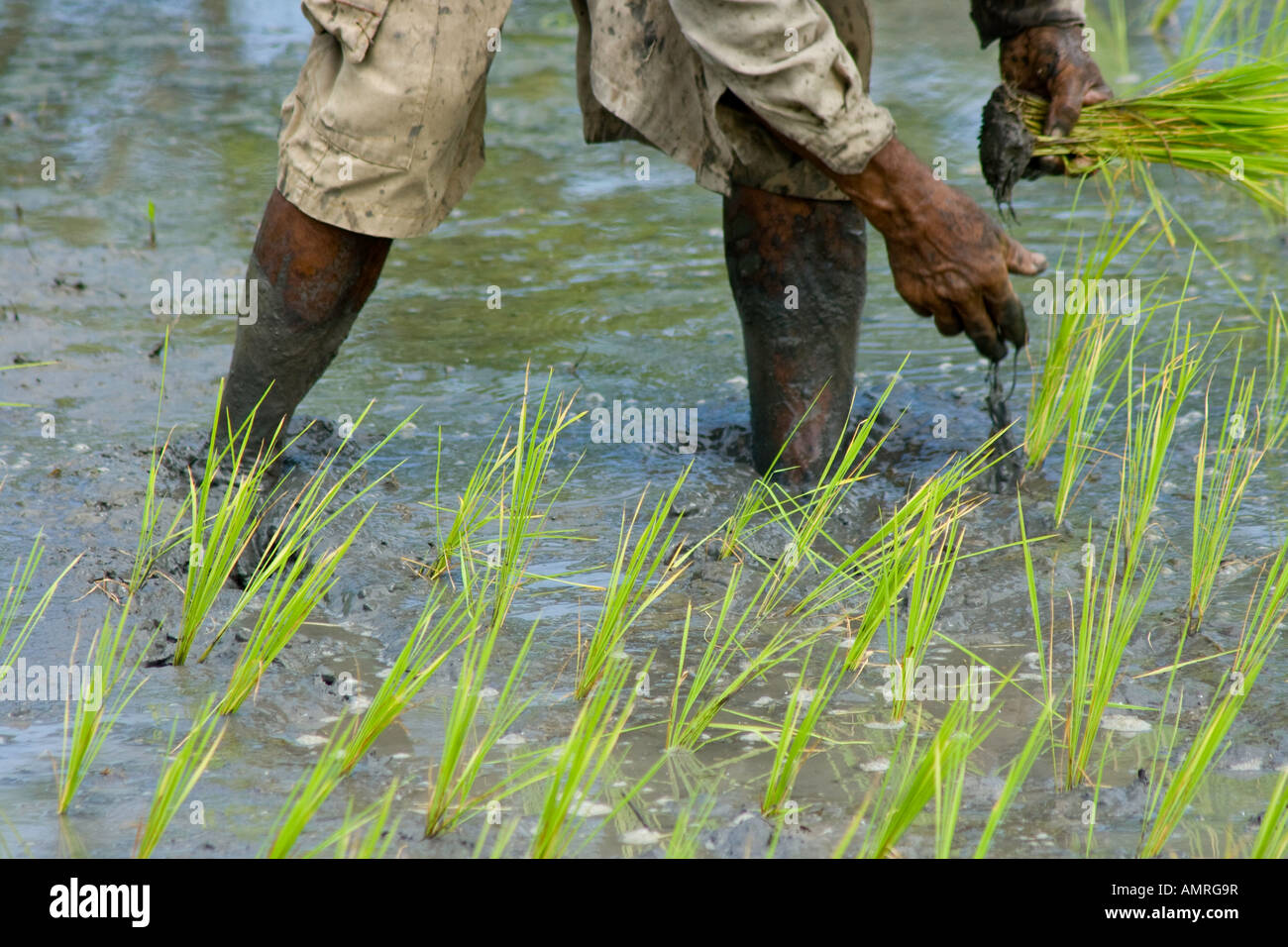 Farmer Planting Rice Field by Hand Bali Indonesia Stock Photo - Alamy