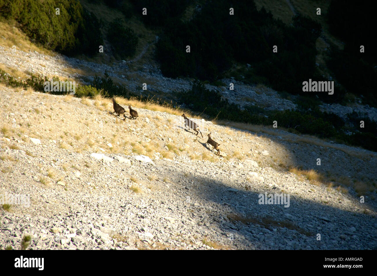 Herd of escaping mountain goats Rupicarpa rupicarpa in scree below ...