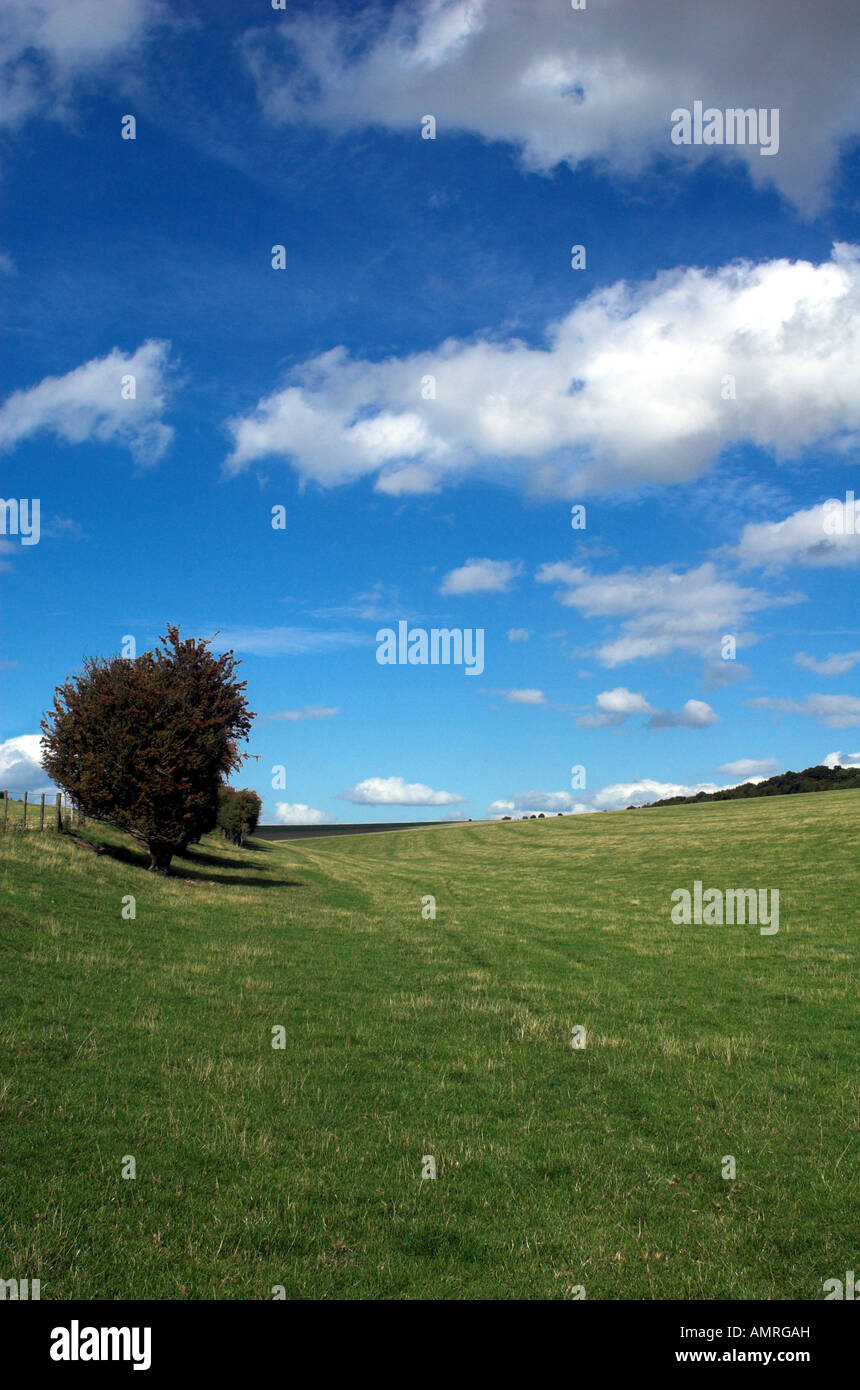 lone tree in countryside blue sky with fluffly clouds Stock Photo - Alamy