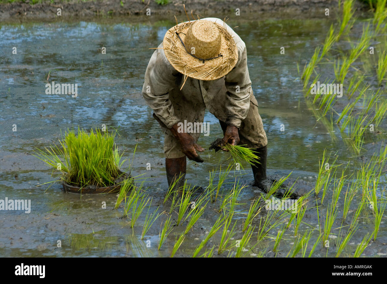 Farmer Planting Rice Field by Hand Bali Indonesia Stock Photo - Alamy