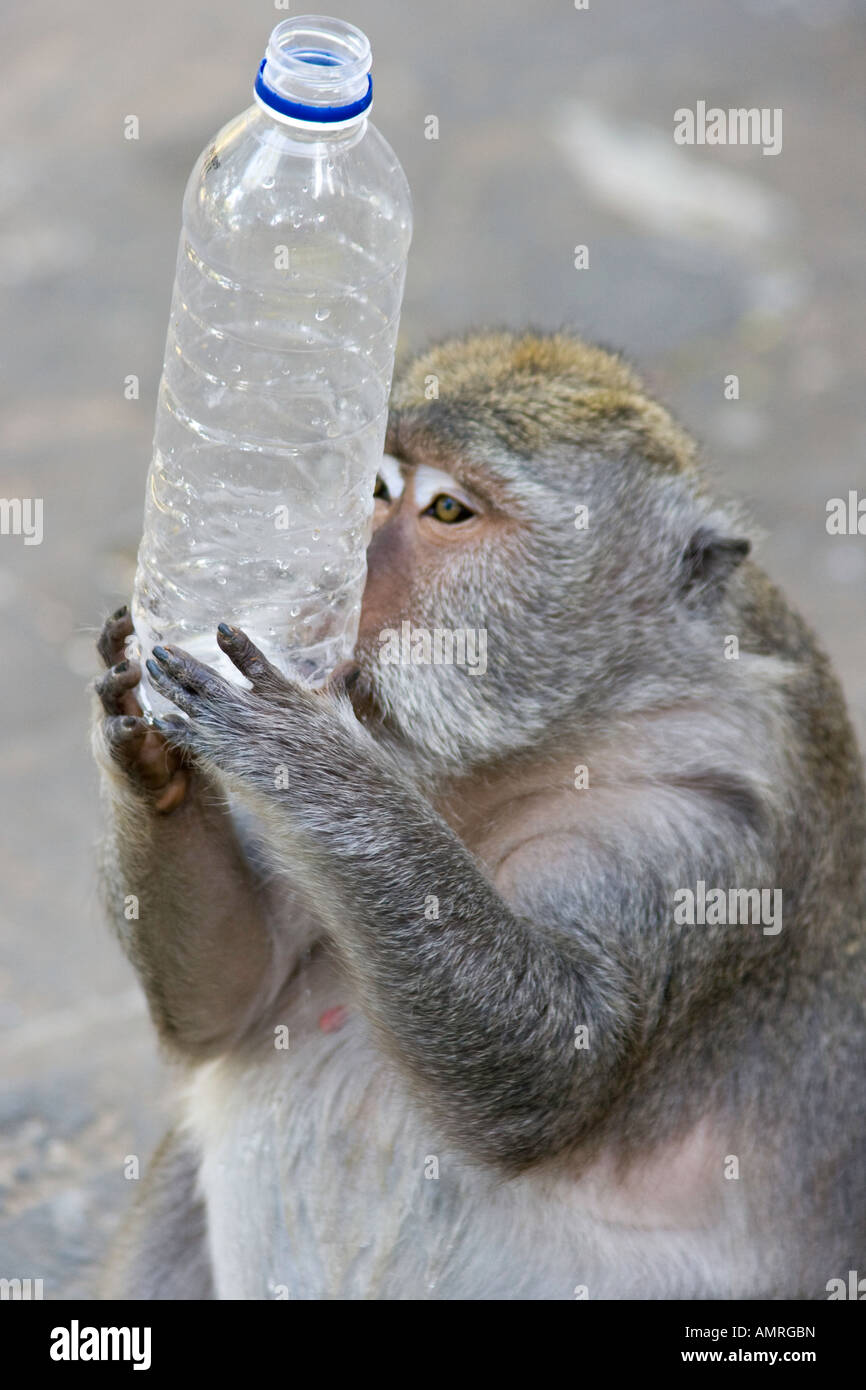 Monkey drinking water from bottle hi-res stock photography and images ...