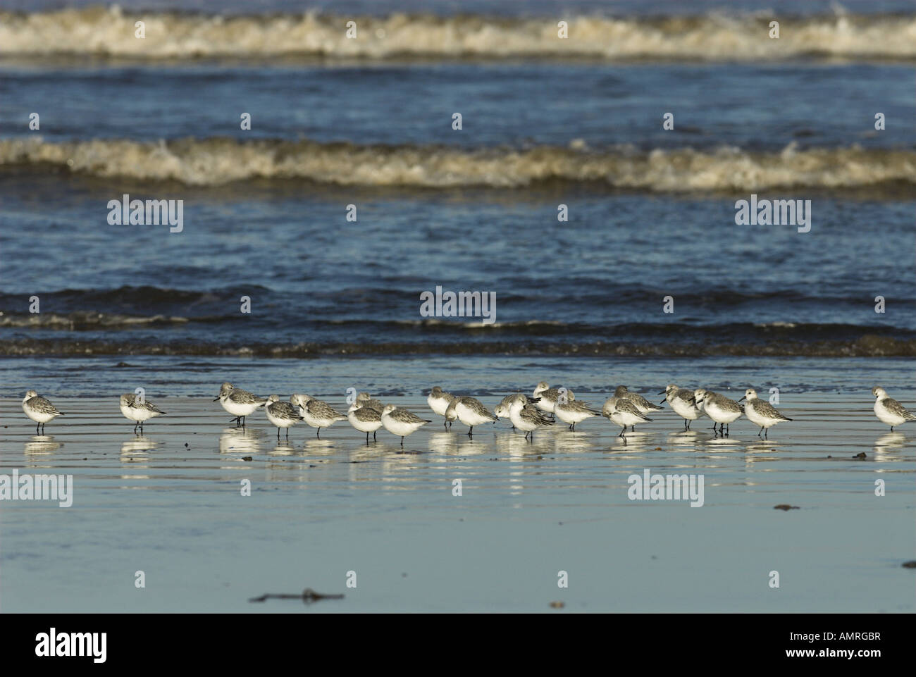 Sanderling calidris alba small group roosting on shore line Norfolk ...