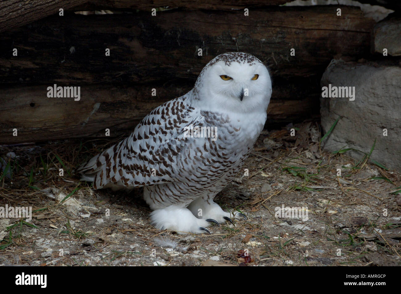 A Female Snowy Owl Stock Photo - Alamy