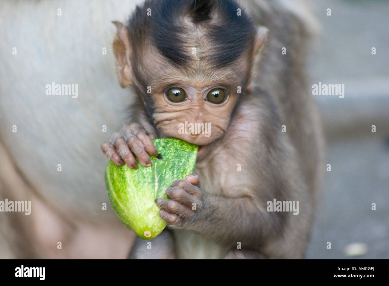 Baby Long Tailed Macaque Monkey Eating Cucumber Uluwatu or Ulu Watu ...