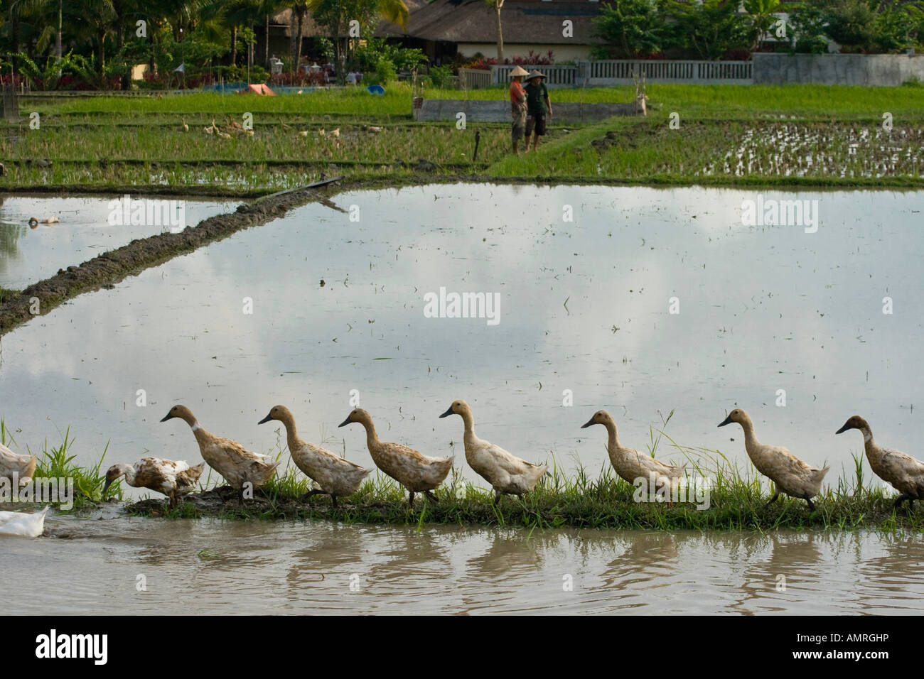 Ducks in a Row Rice Field Terrace Ubud Bali Indonesia Stock Photo - Alamy