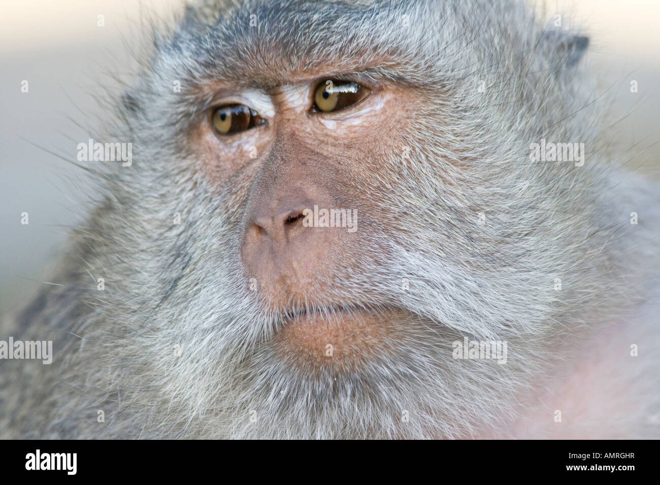 Long Tailed Macaque Monkey Uluwatu or Ulu Watu Hindu Temple Bali ...