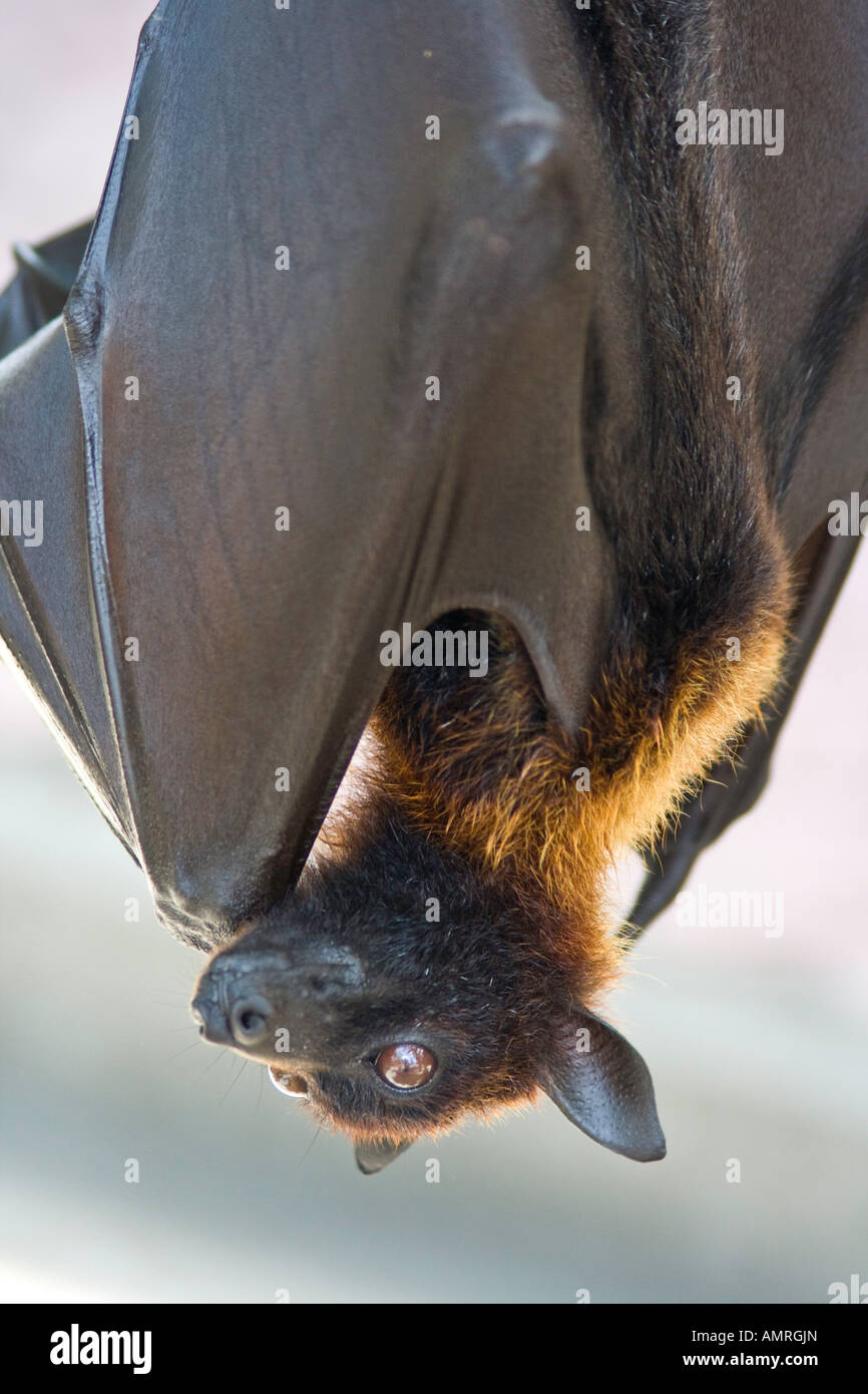 Megachiroptera pteropodidae hi-res stock photography and images - Alamy