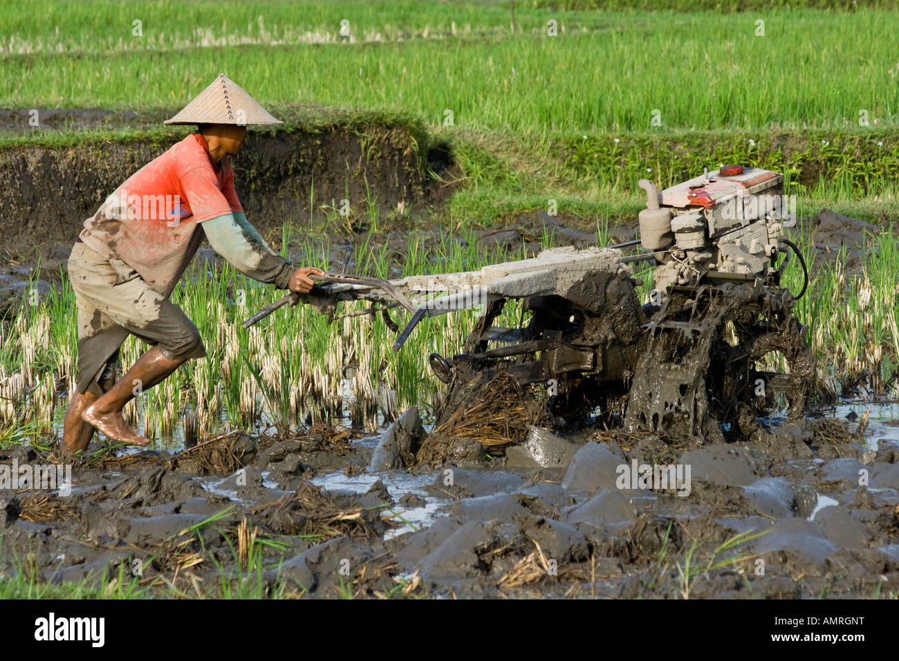 Farmer Using a Small Tractor to Plow Rice Fields Bali Indonesia Stock ...