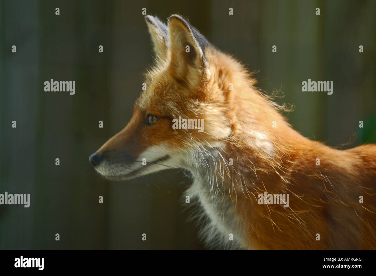 A Red Fox Stock Photo - Alamy