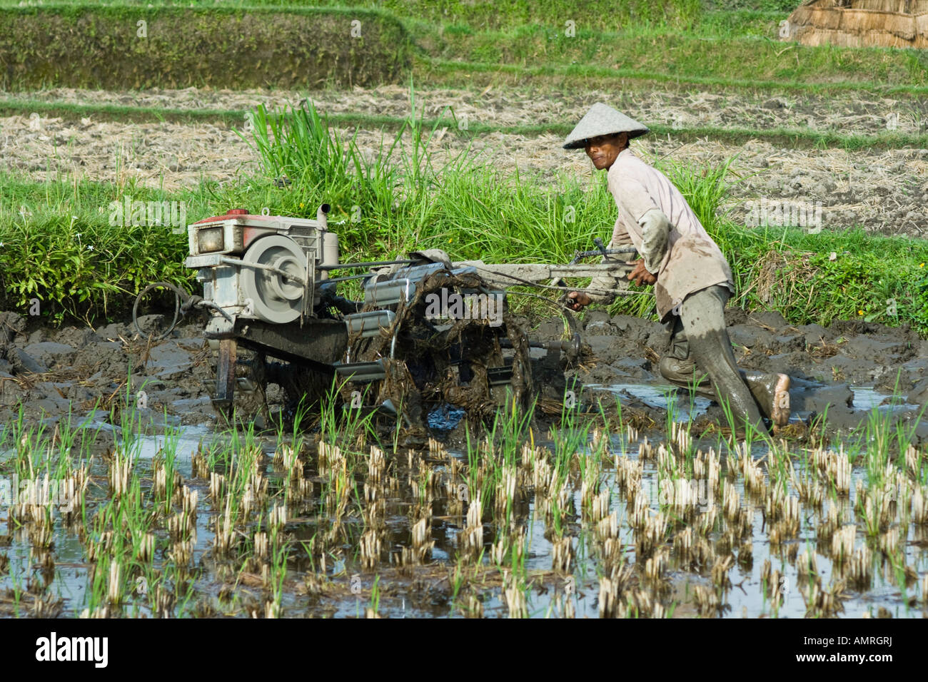 Farmer Using a Small Tractor to Plow Rice Fields, Ubud, Bali Indonesia ...