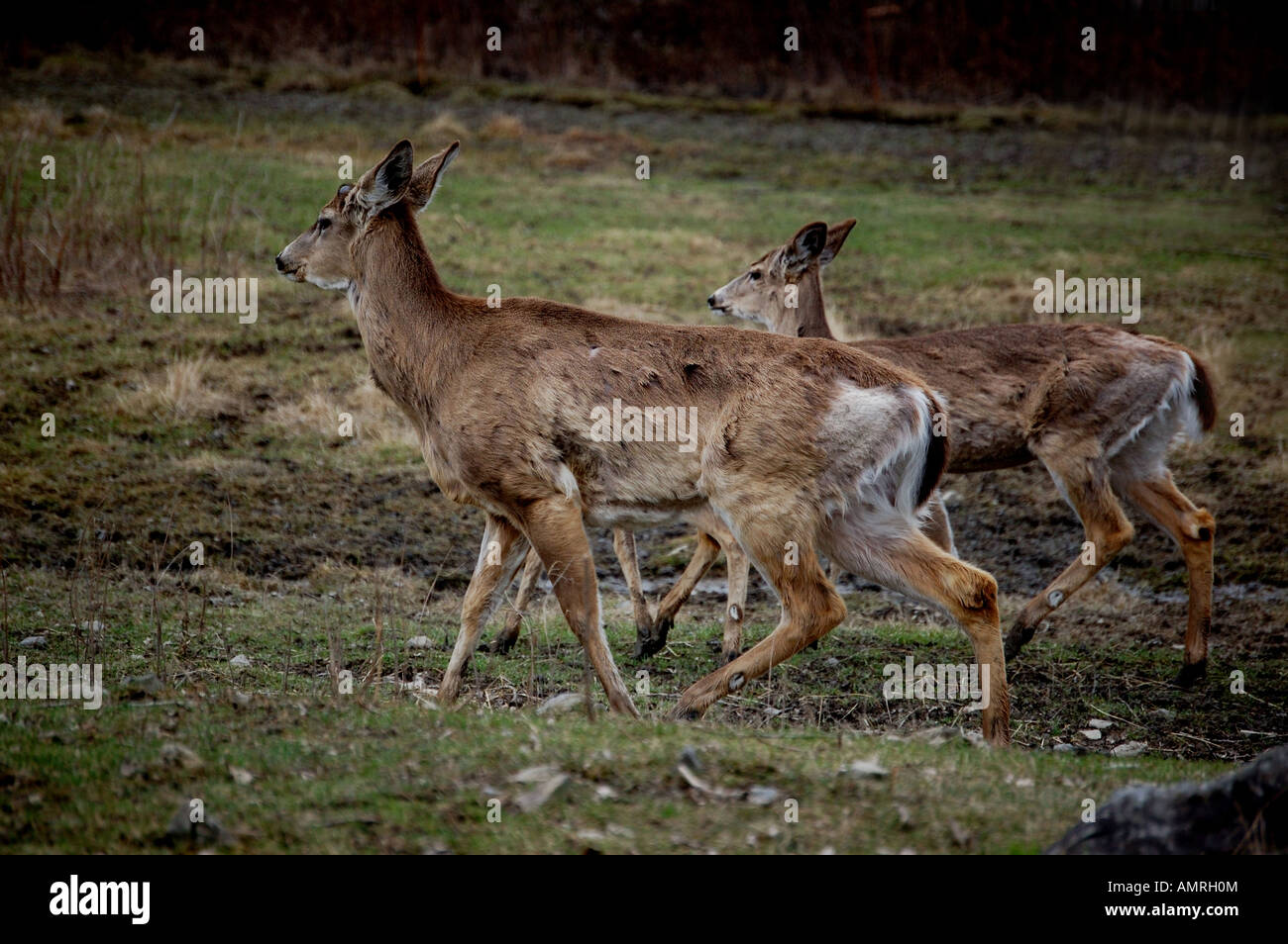Two White-Tailed Deer Stock Photo - Alamy