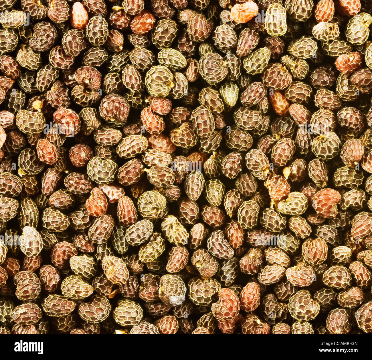 opium poppy seeds, 3x magnification Stock Photo - Alamy