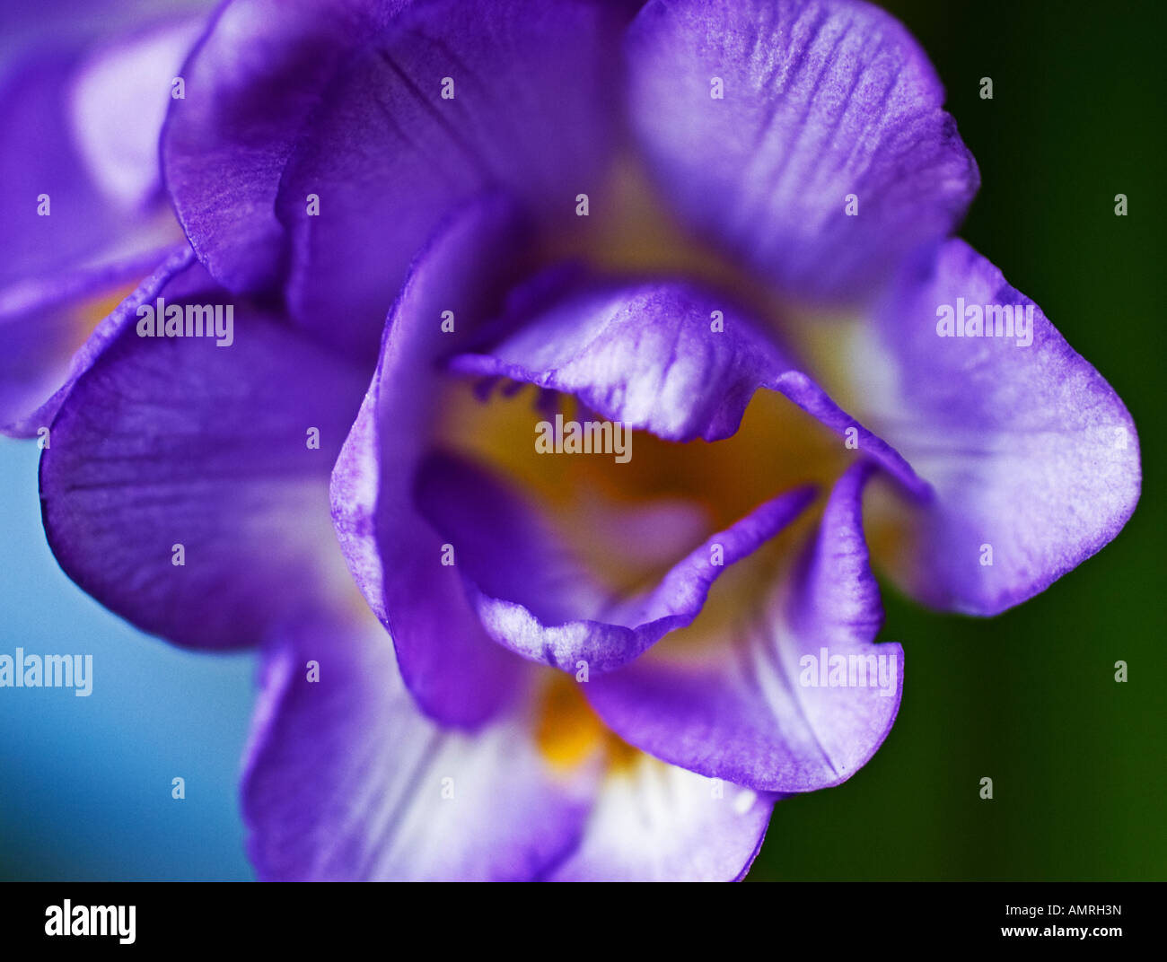 Flower Seattle Summer 2006 Stock Photo - Alamy