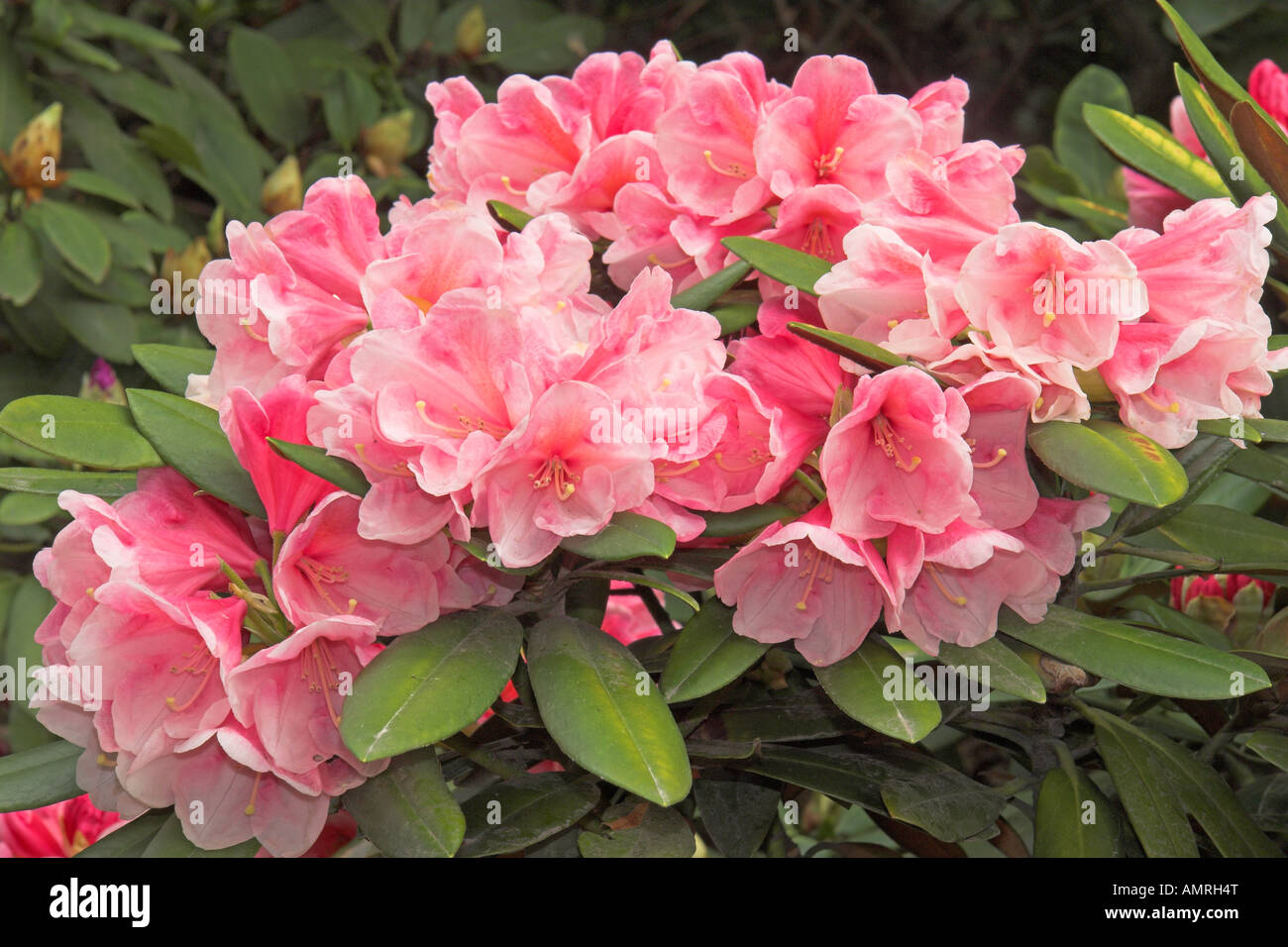 Pink Rhododendron Vintage rose blooming Stock Photo - Alamy