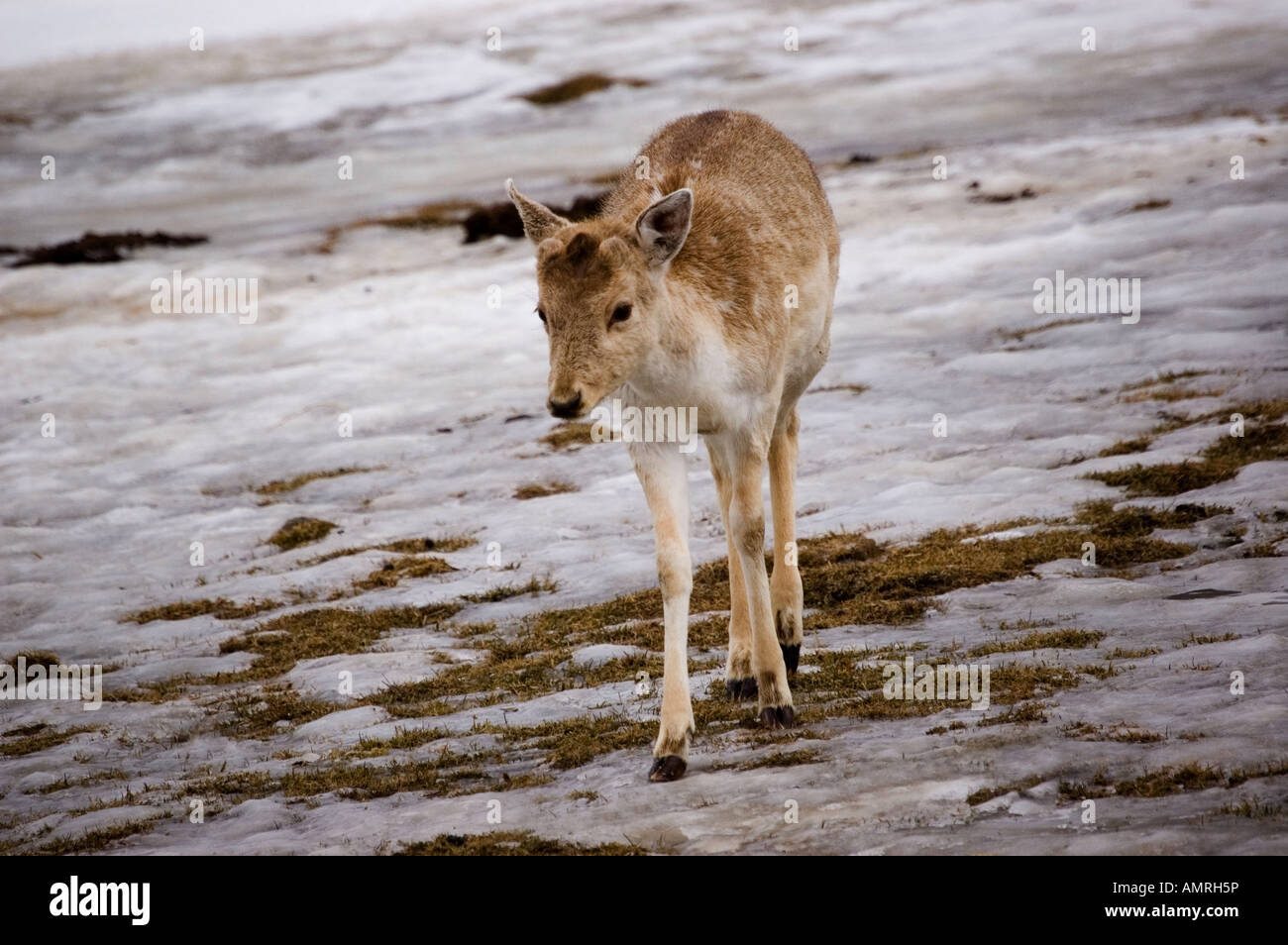 Deer in Spring Stock Photo - Alamy