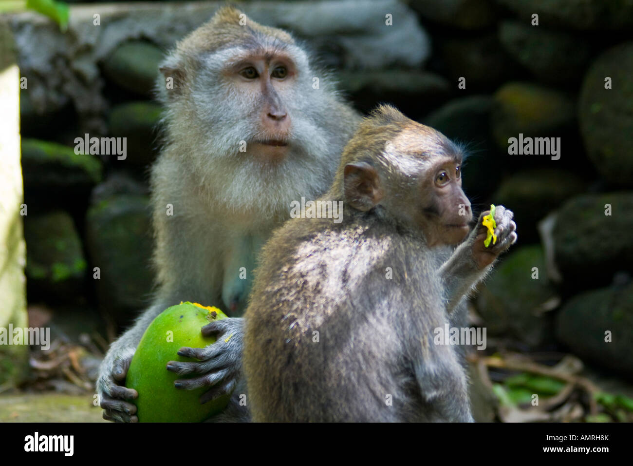 Monkey eating a mango hi-res stock photography and images - Alamy