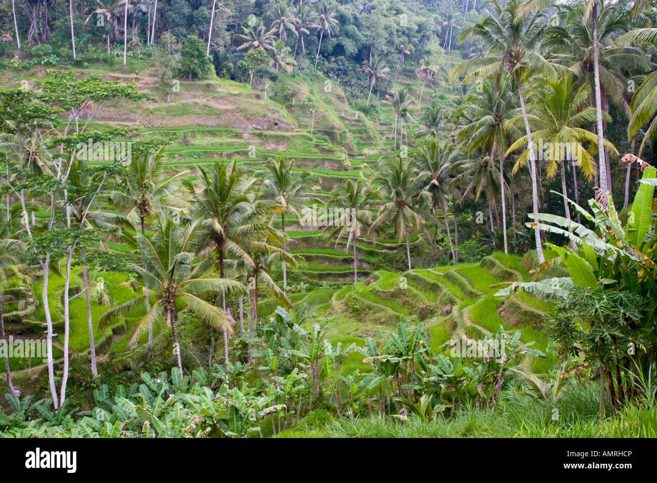 Rice fields ubud bali hi-res stock photography and images - Alamy