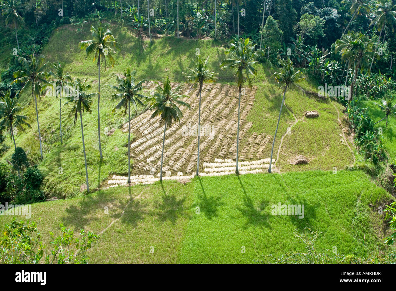 Harvested Rice Field Ubud Bali Indonesia Stock Photo - Alamy
