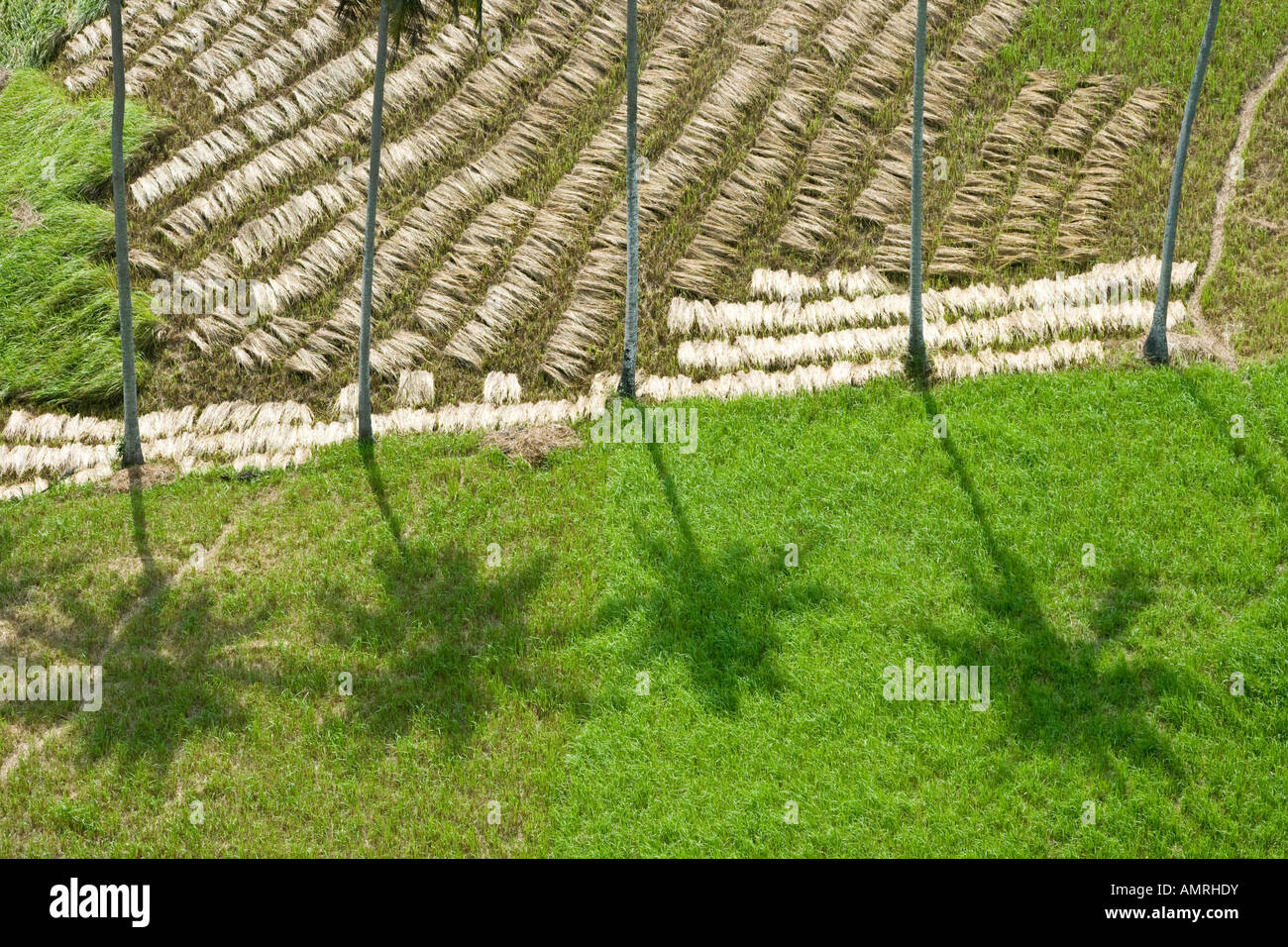 Harvested Rice Field Ubud Bali Indonesia Stock Photo - Alamy