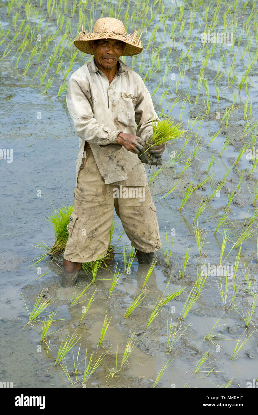 Asian rice farmer hi-res stock photography and images - Alamy