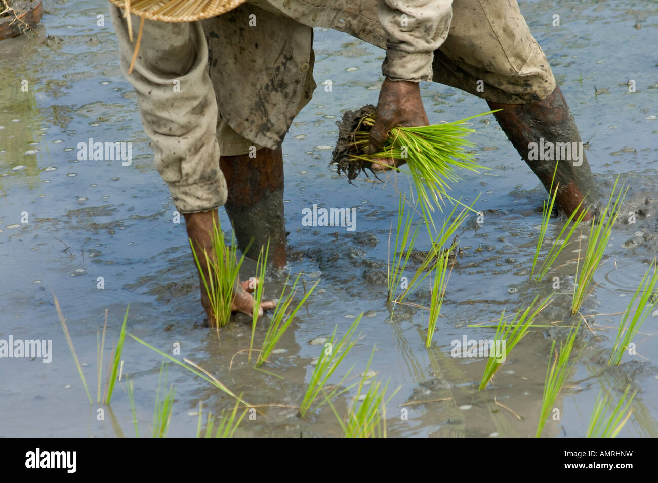 Farmer Planting Rice Field by Hand, Ubud, Bali Indonesia Stock Photo ...