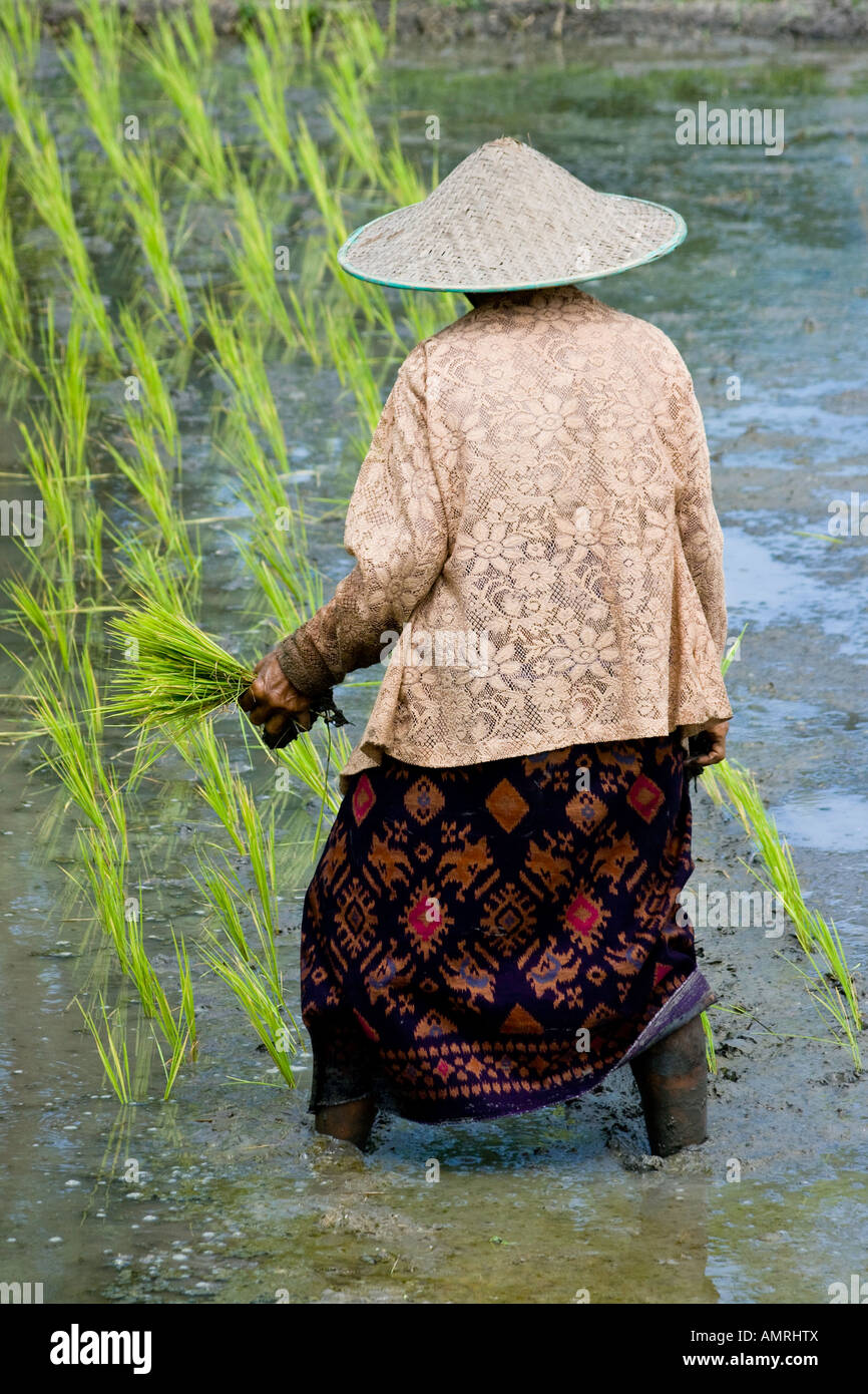 Farmer Planting Rice Field by Hand, Ubud, Bali Indonesia Stock Photo ...