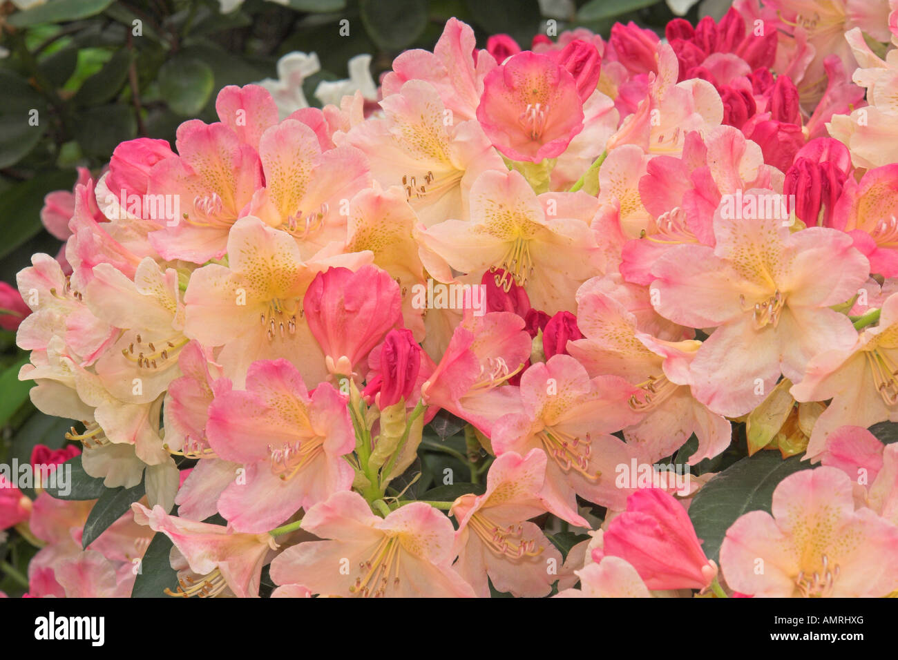 Rhododendron percy wiseman hi-res stock photography and images - Alamy