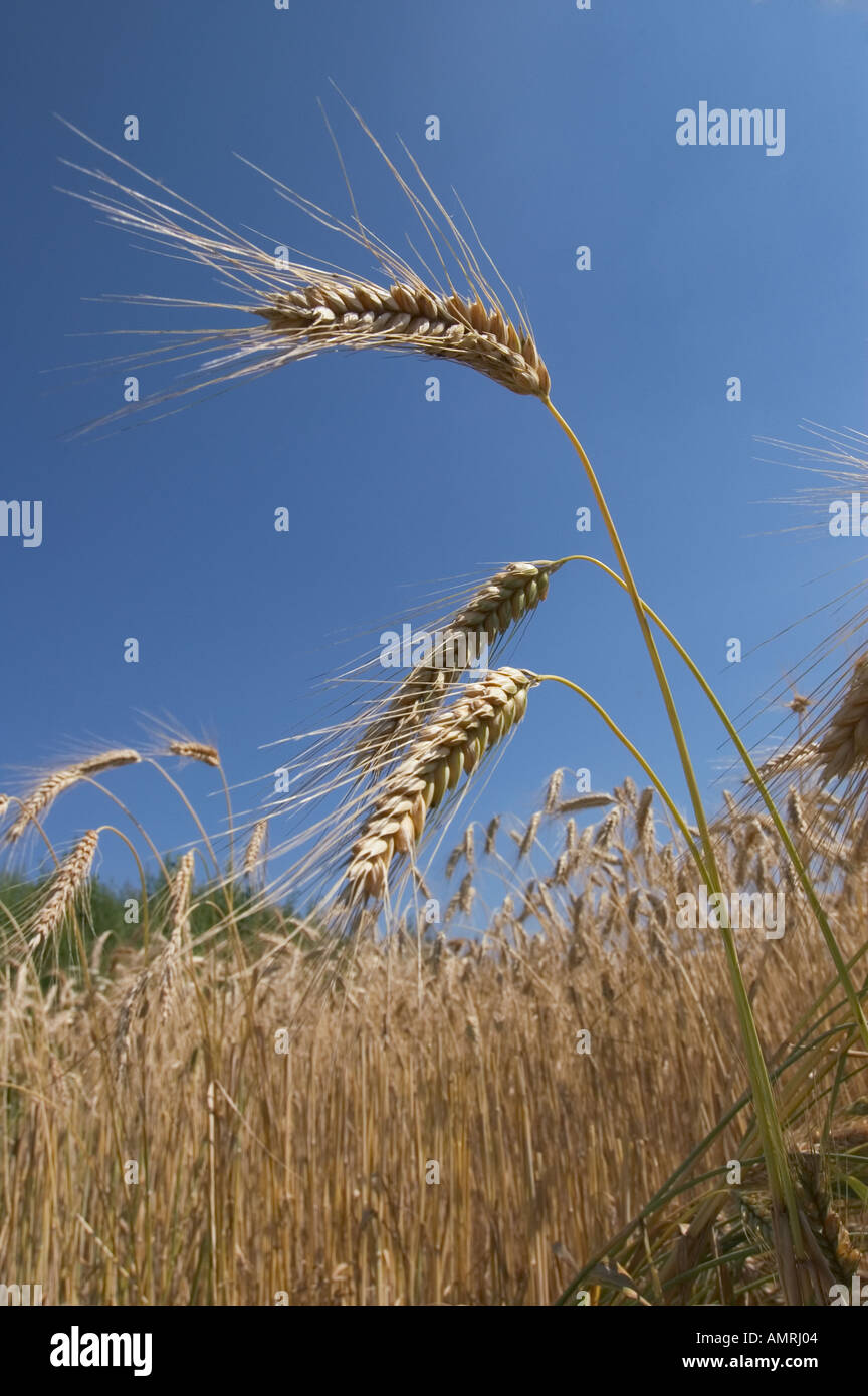 Getreide symbol hi-res stock photography and images - Alamy