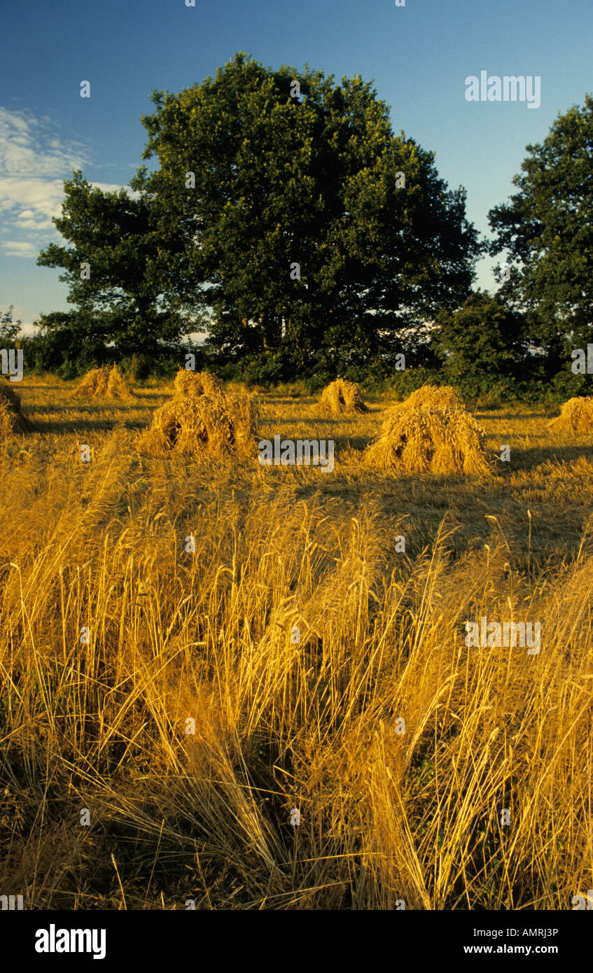 Stooks of corn hi-res stock photography and images - Alamy