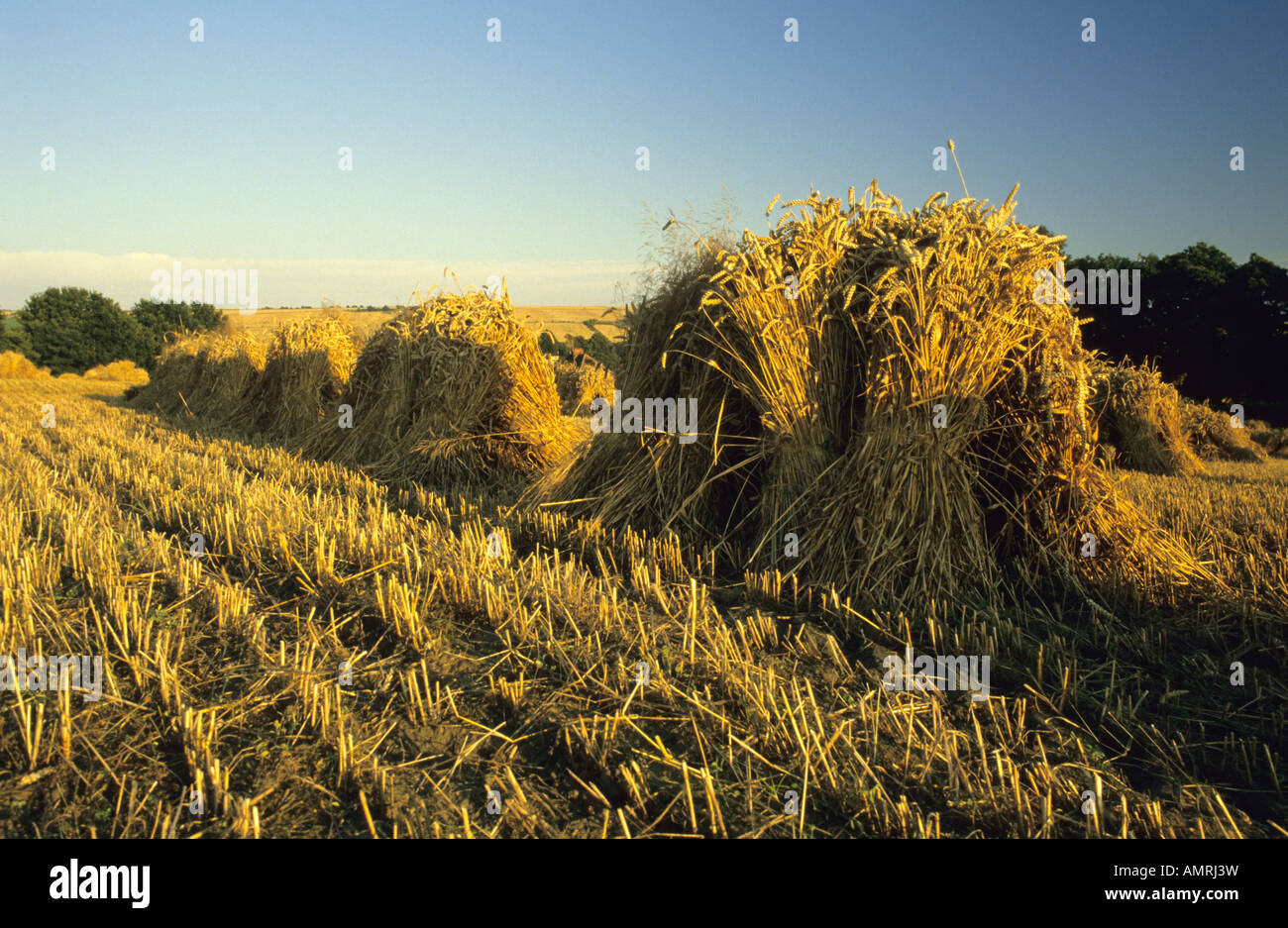 Corn stooks, Market Lavington, Wiltshire, UK Stock Photo - Alamy