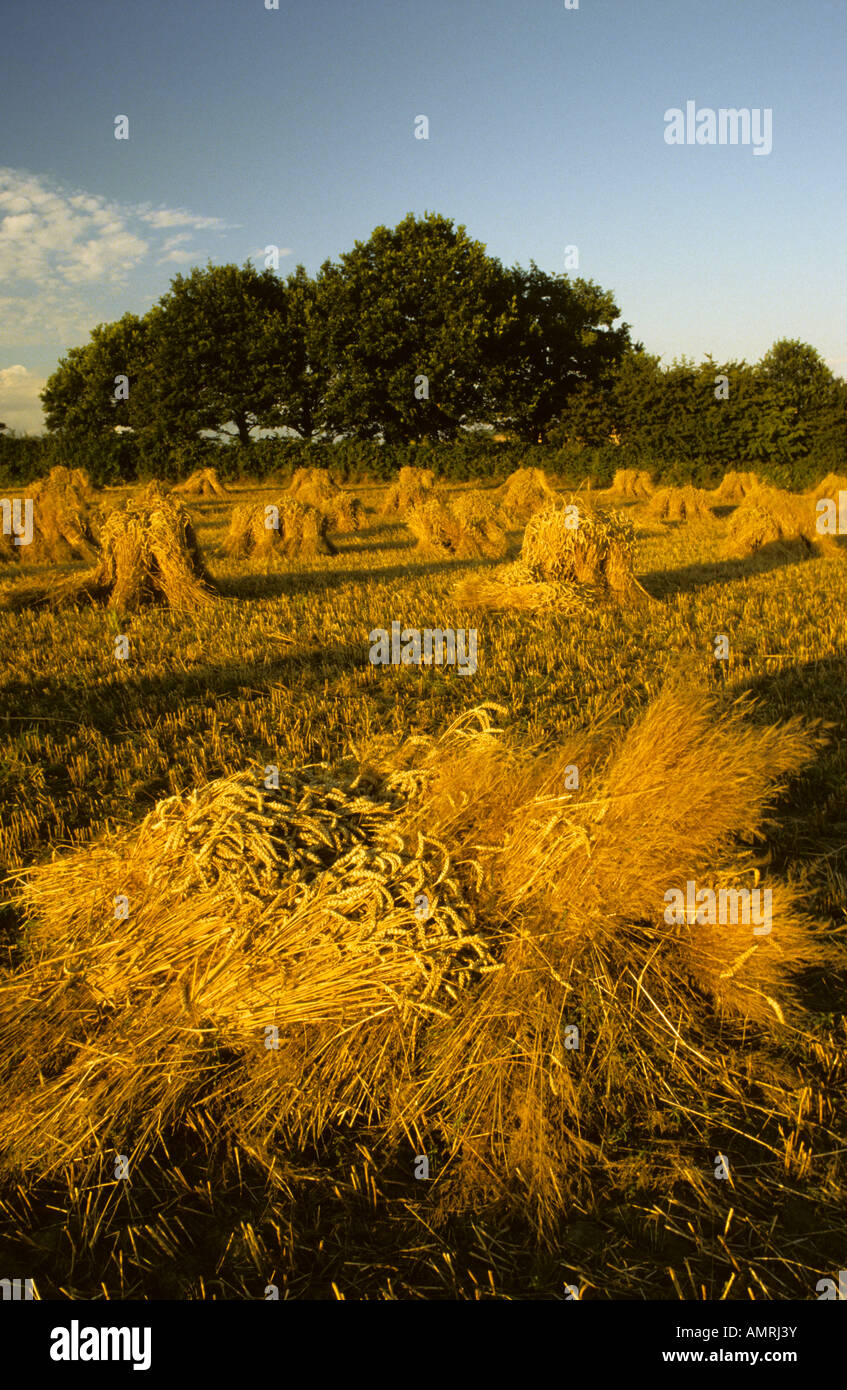 Wheat stooks hi-res stock photography and images - Alamy