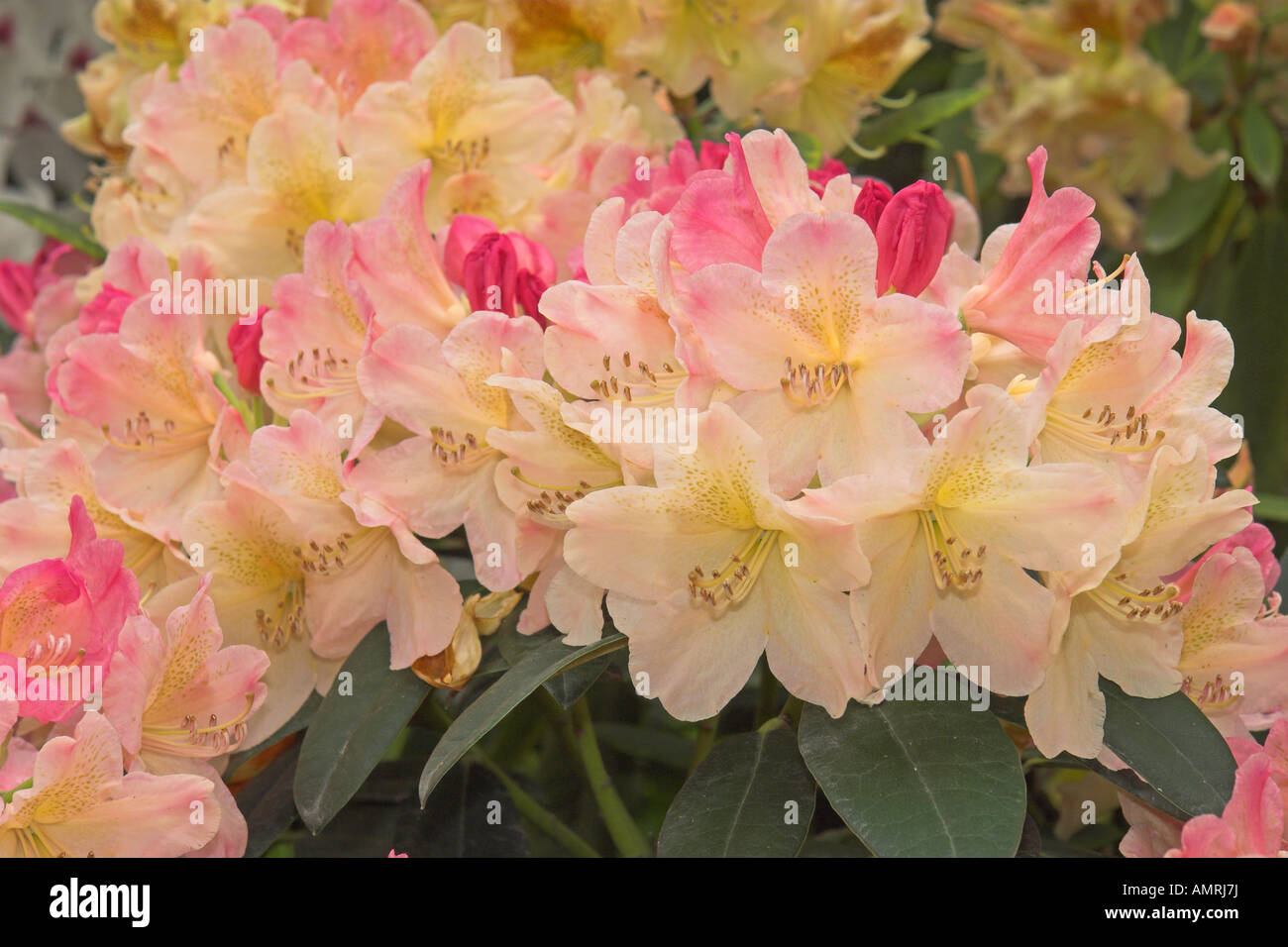 Rhododendron yakushimanum percy wiseman hi-res stock photography and ...