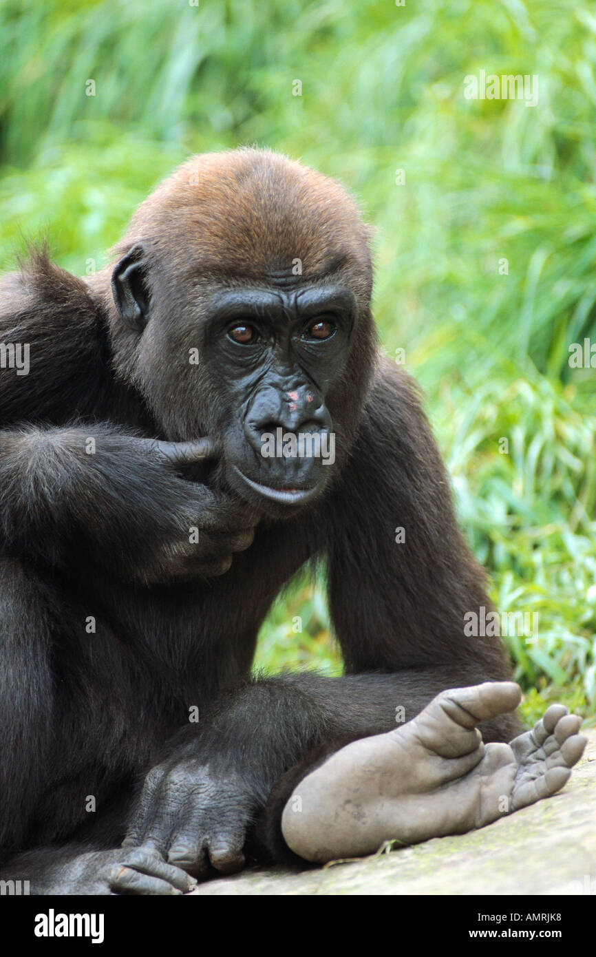 Wistful animal hi-res stock photography and images - Alamy