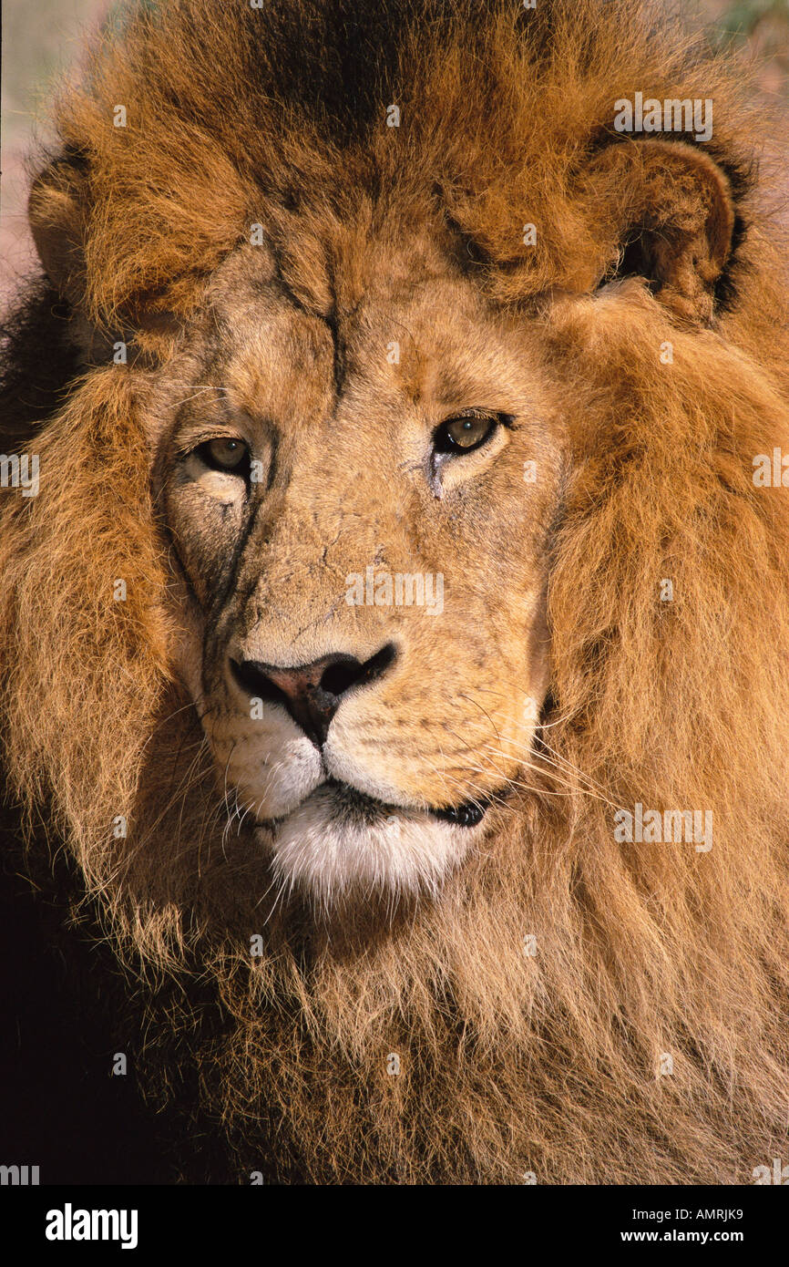 Portrait of Lion Stock Photo - Alamy