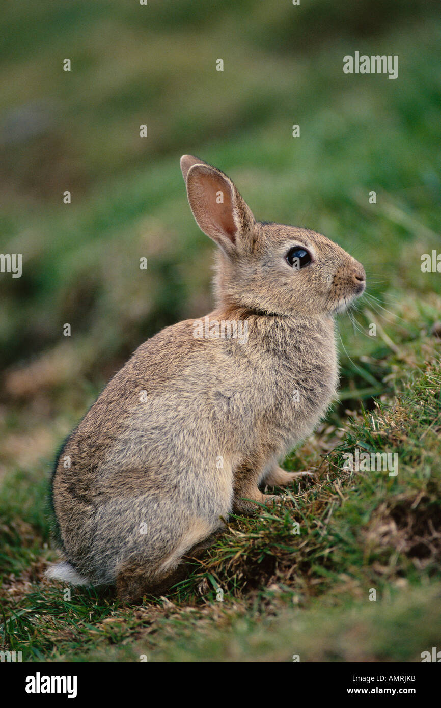 Portrait of Rabbit Stock Photo - Alamy