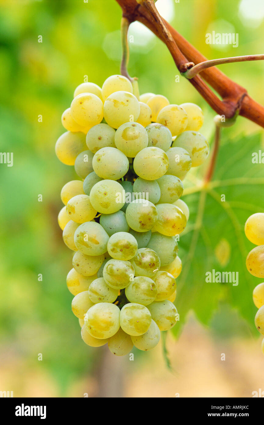 Grapes extreme close up hi-res stock photography and images - Alamy