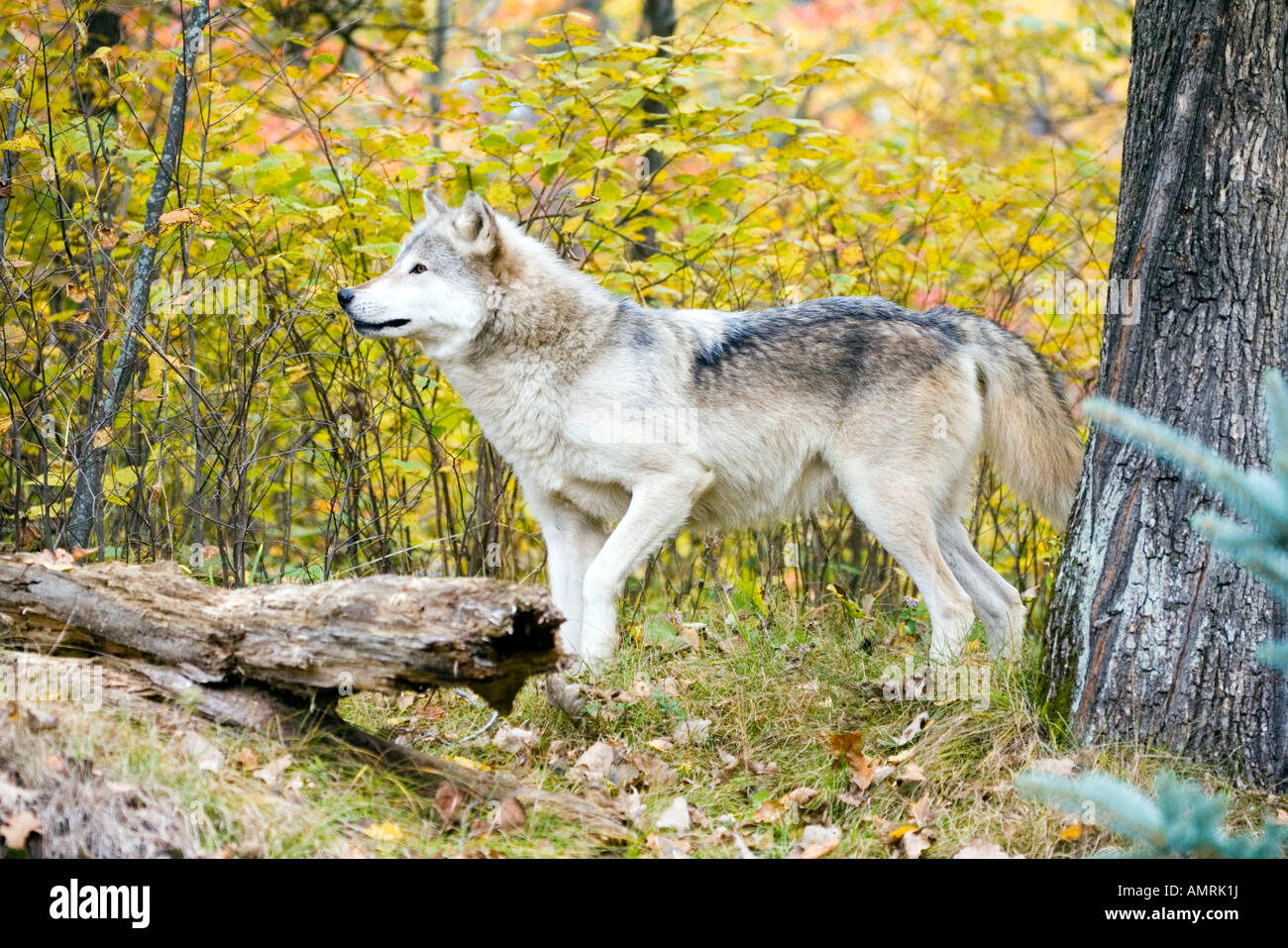 Gray Wolf Canis lupus Sandstone Pine County Minnesota United States 28 ...