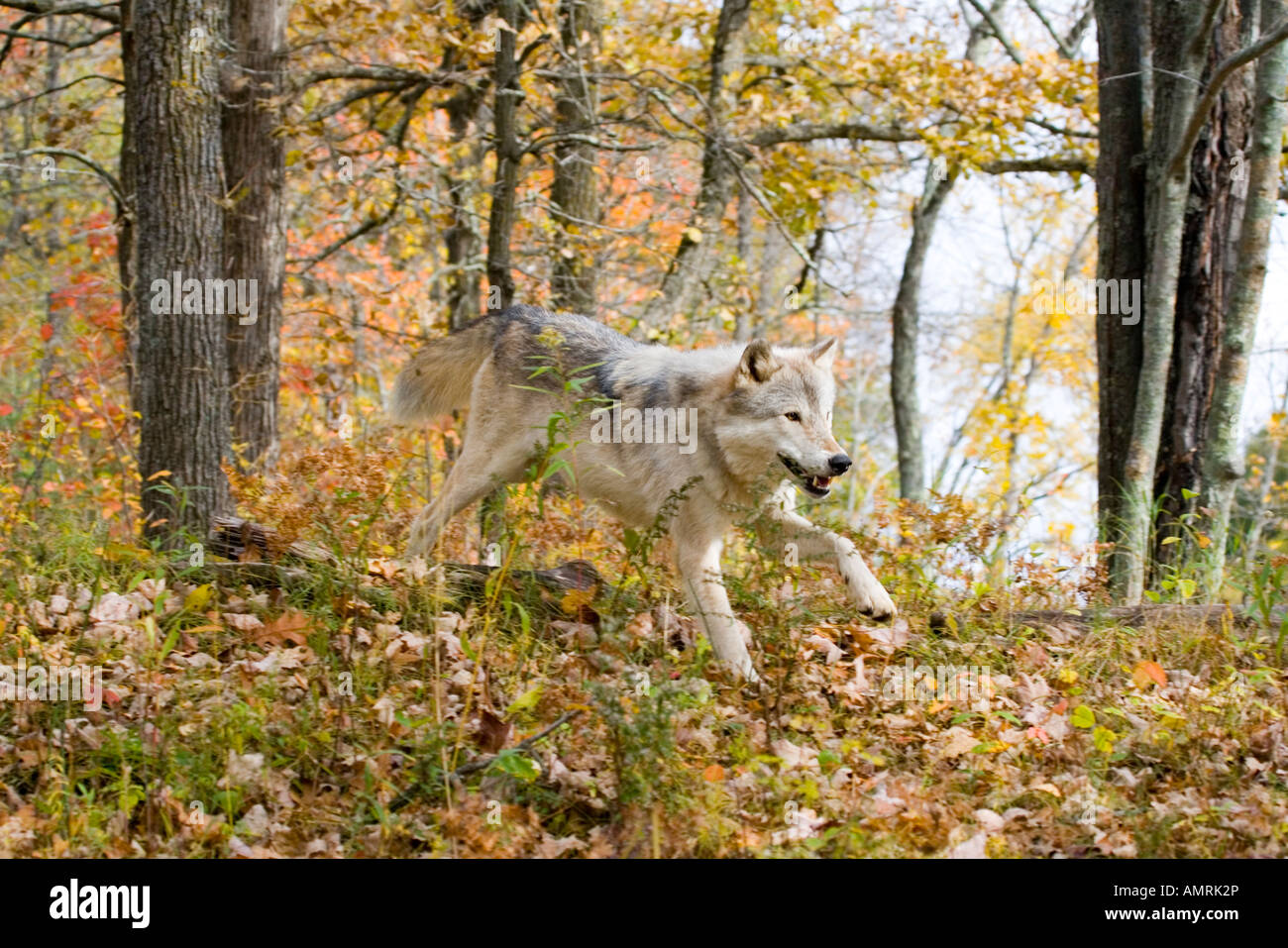 Gray Wolf Canis lupus Sandstone Pine County Minnesota United States 28 ...