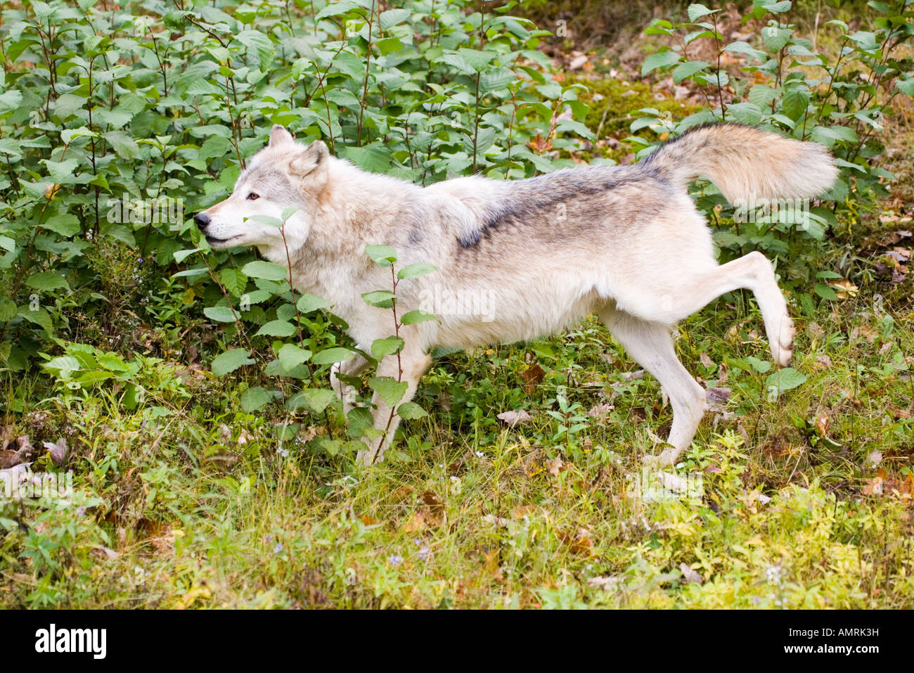 Gray Wolf Canis lupus Sandstone Pine County Minnesota United States 28 ...