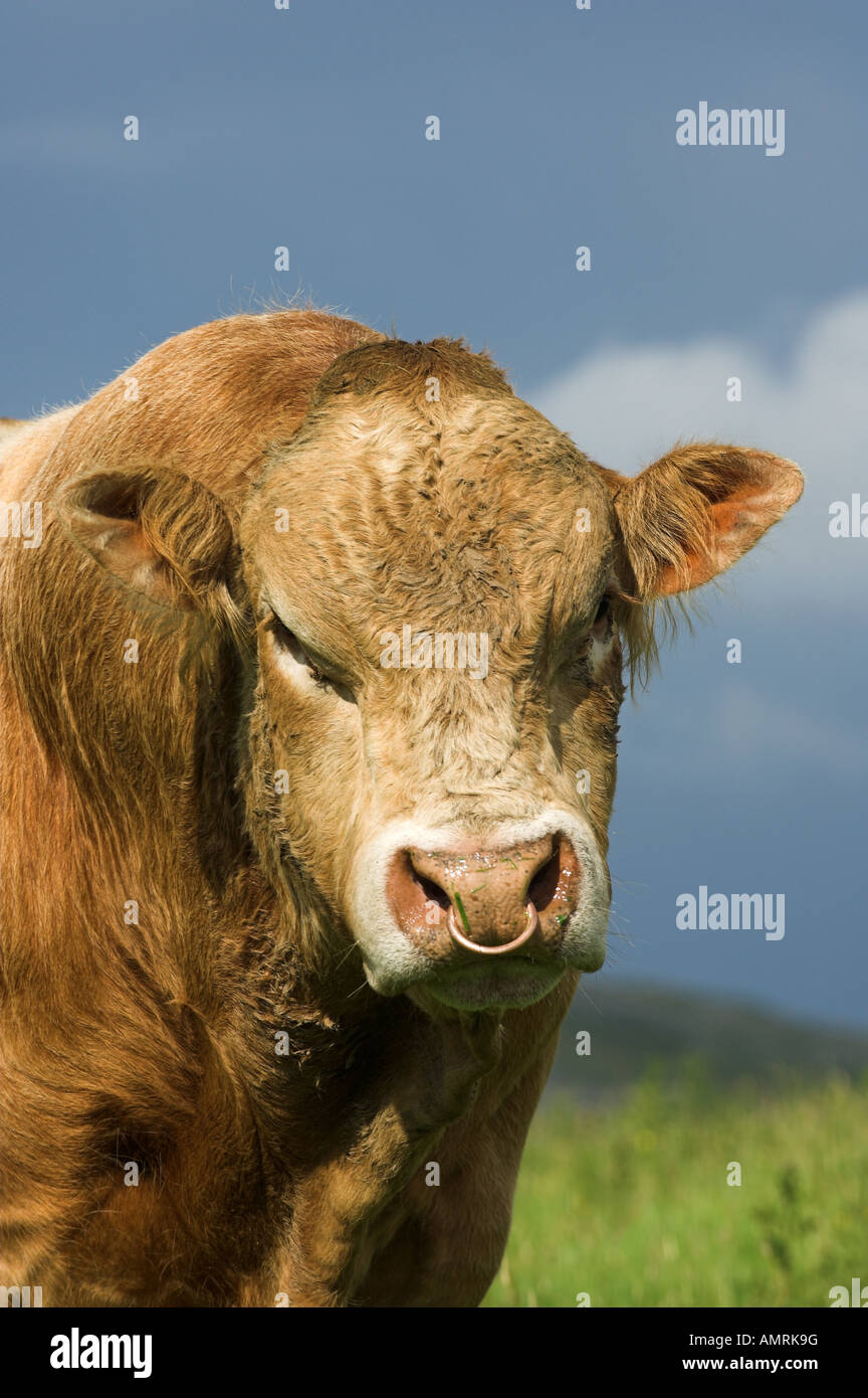 Bull neck hi-res stock photography and images - Alamy