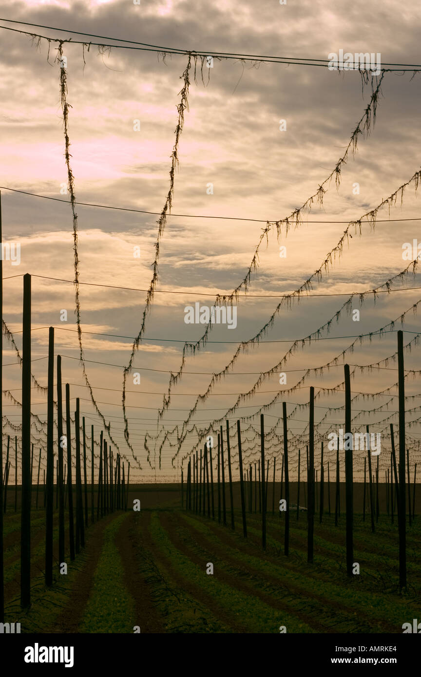 Hopfenfeld hi-res stock photography and images - Alamy