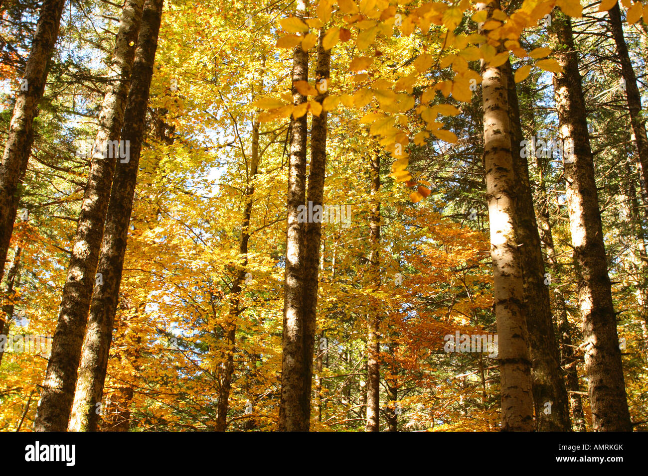 Beech Trees, Fagus sylvatica. Autumn. Pyrenees Stock Photo - Alamy
