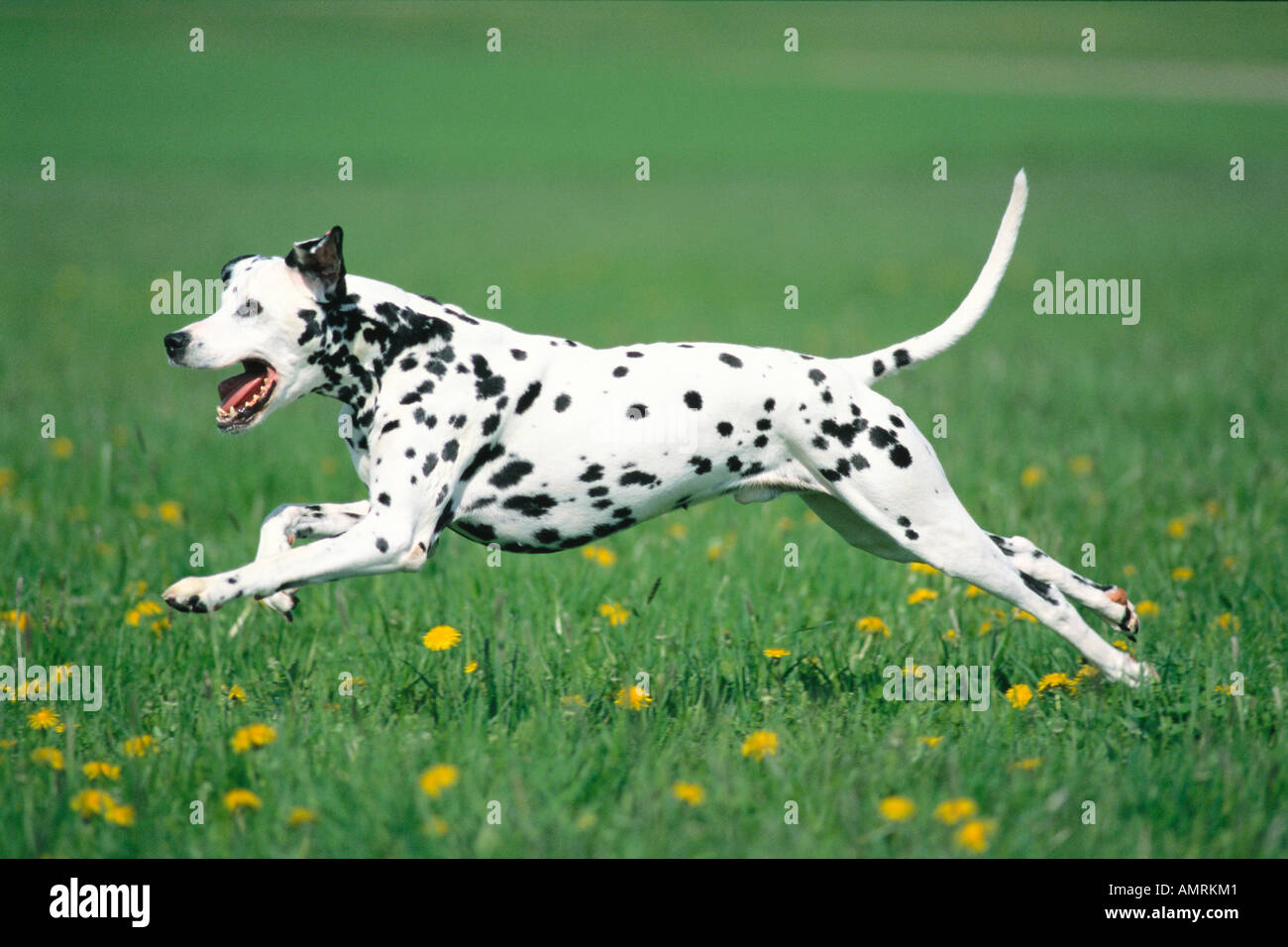 Animal play nobody hi-res stock photography and images - Alamy