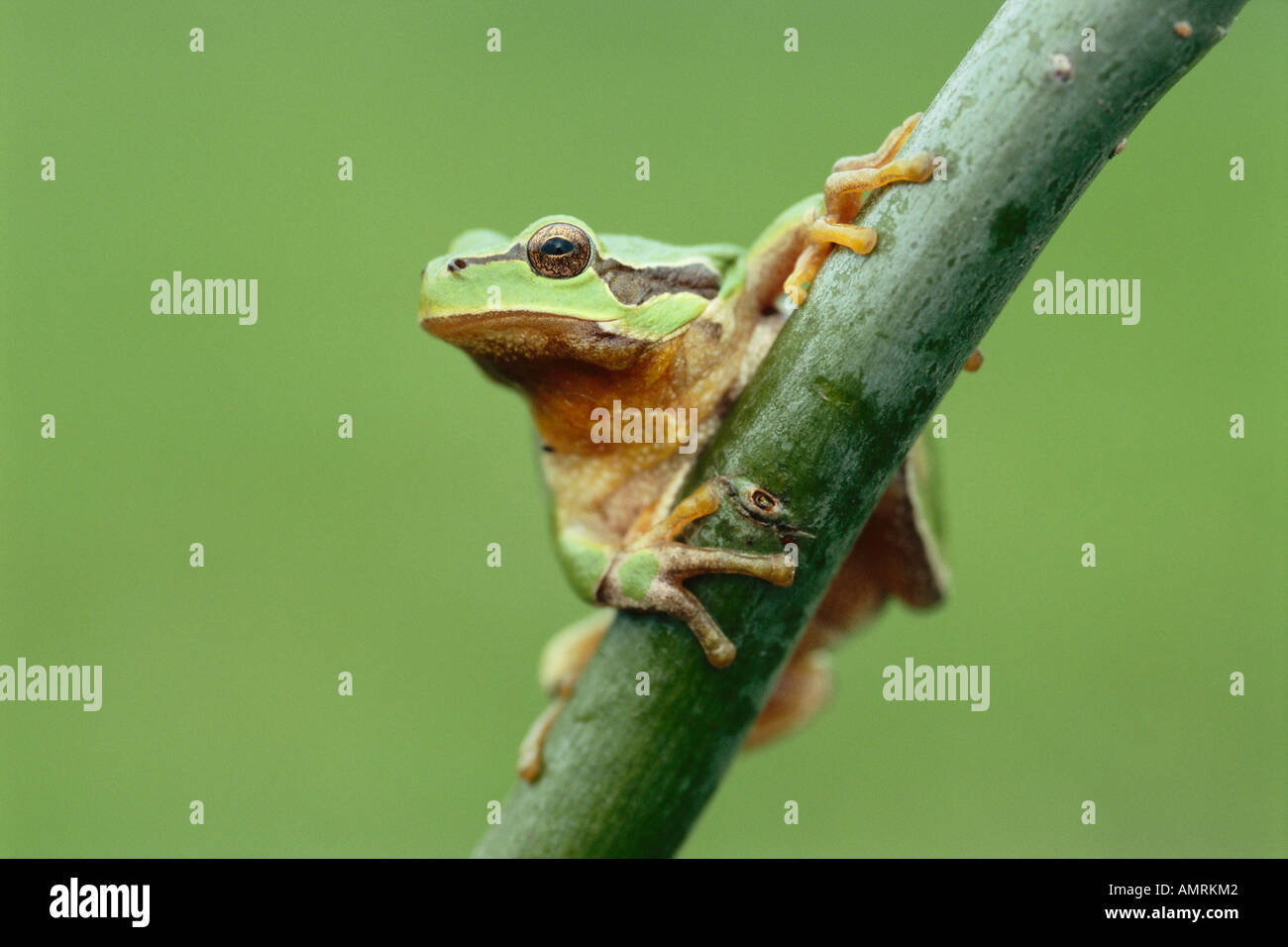 Tree toad hi-res stock photography and images - Alamy
