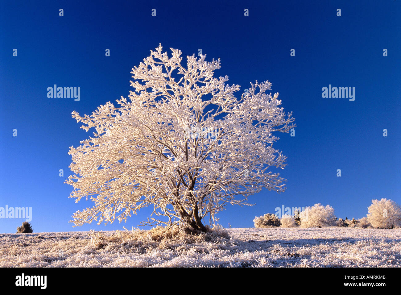 Tree in Winter, Rhoen, Bavaria, Germany Stock Photo - Alamy